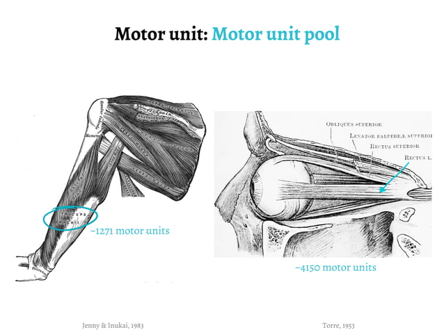 Comprehensive Exam Neurophysiology Of Muscle Contractions And Movement Ppt