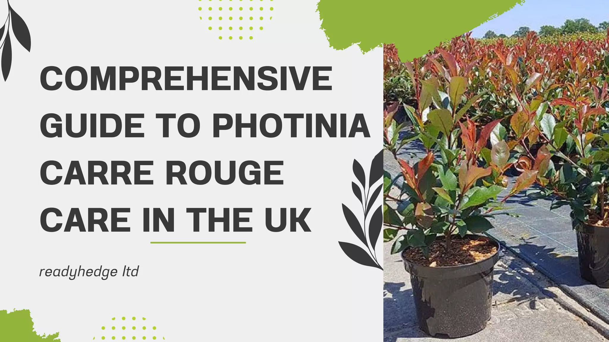 Comprehensive Guide to Photinia Carre Rouge Care in the UK.pdf