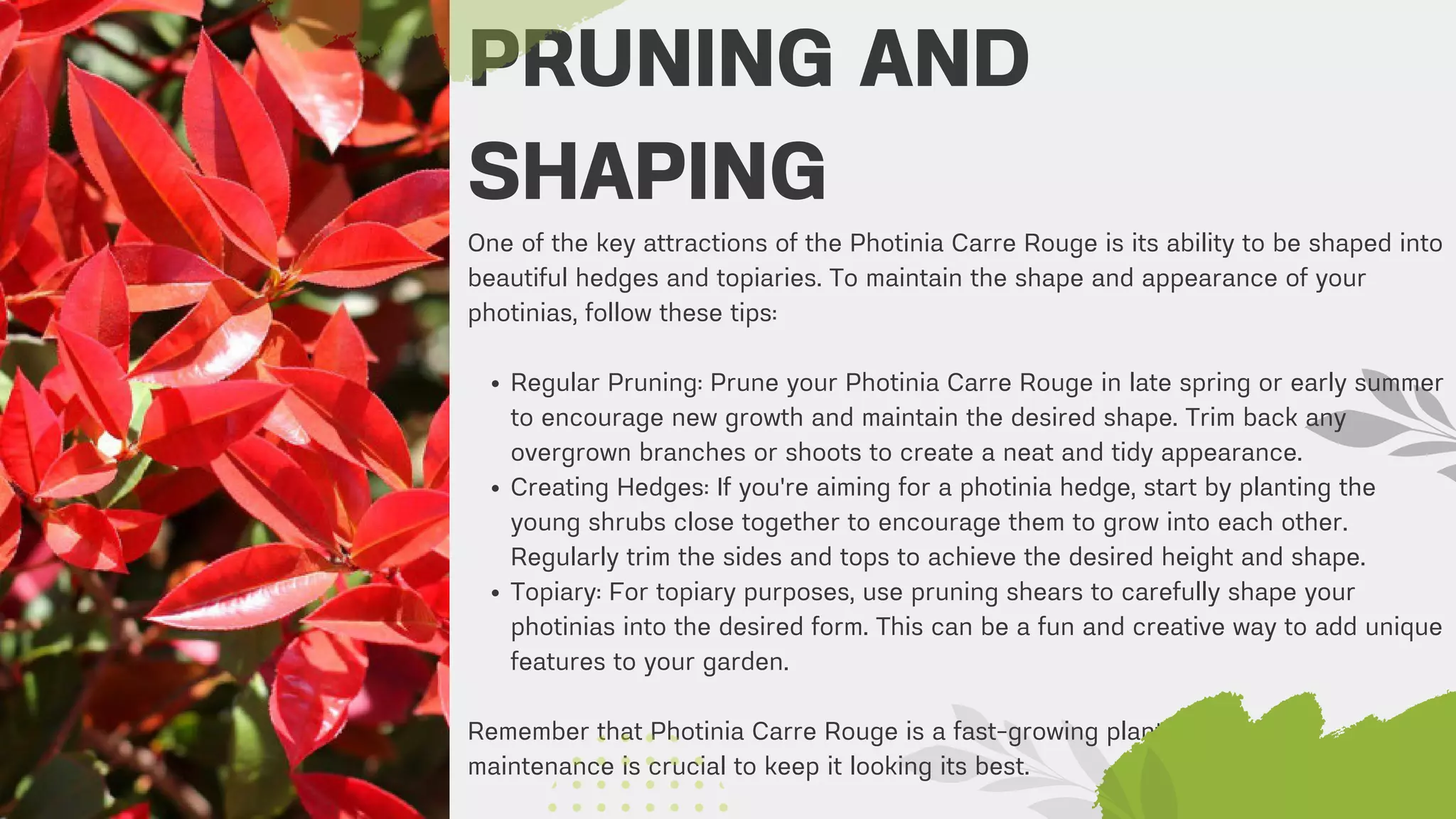 Comprehensive Guide to Photinia Carre Rouge Care in the UK.pdf