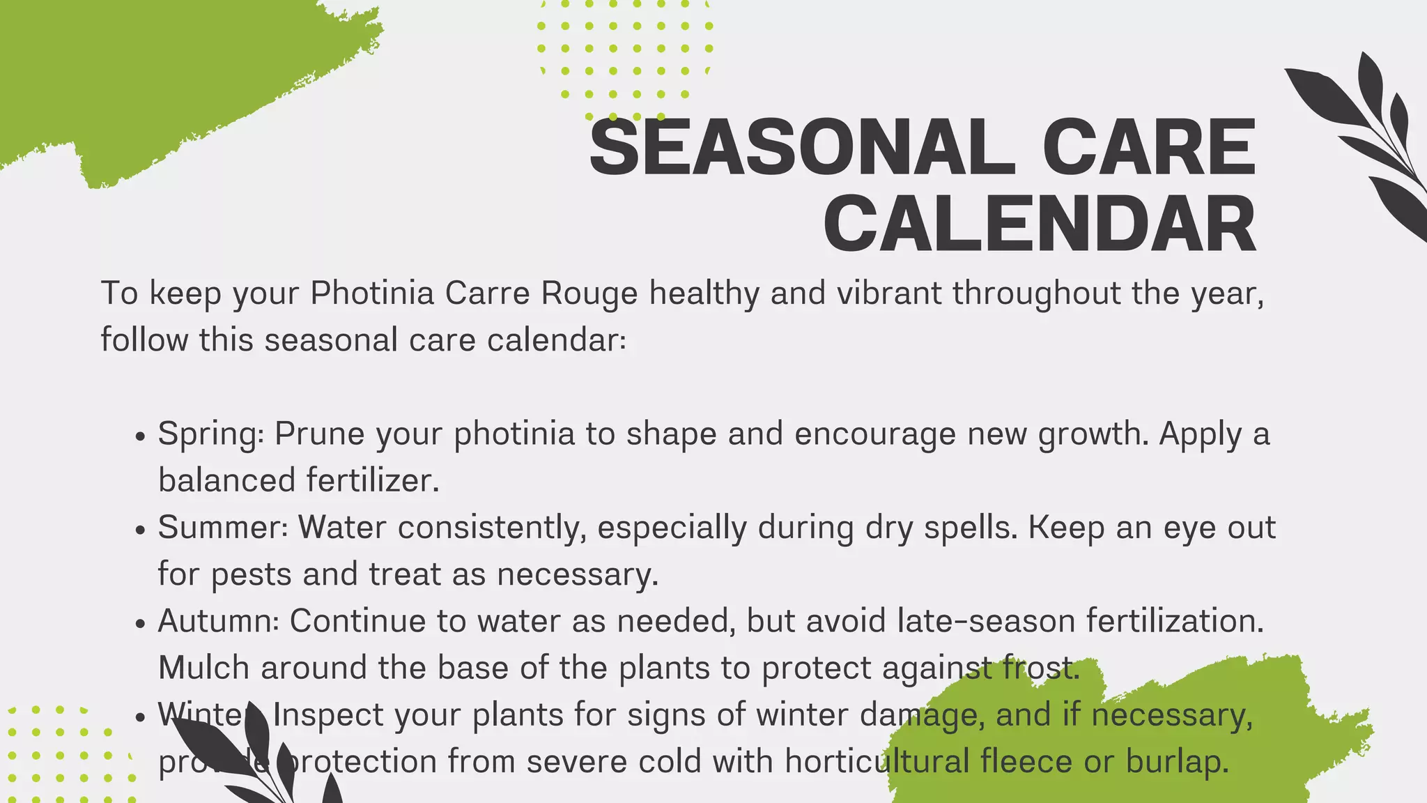 Comprehensive Guide to Photinia Carre Rouge Care in the UK.pdf