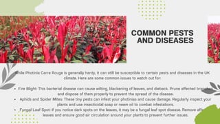 Comprehensive Guide to Photinia Carre Rouge Care in the UK.pdf