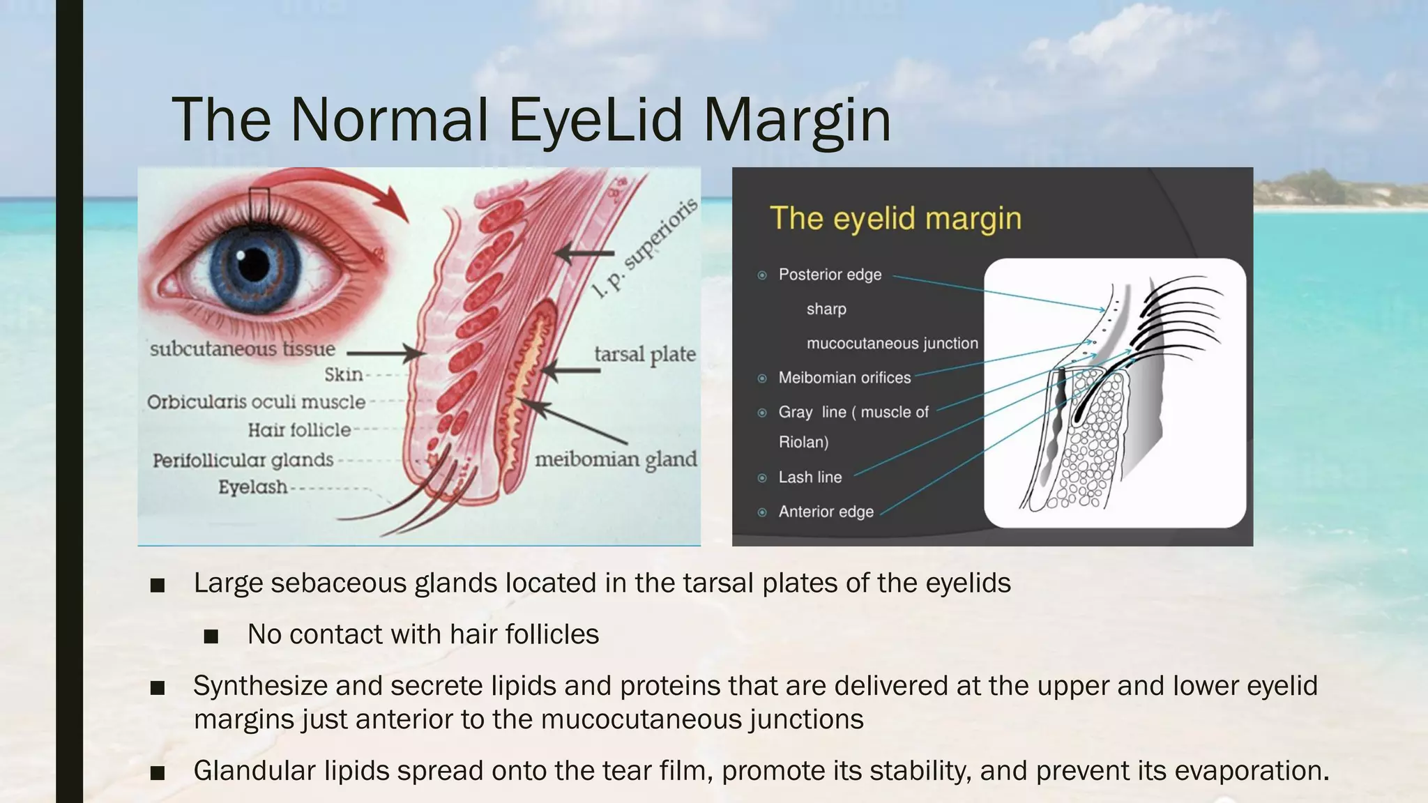 Comprehensive meibomian gland evaluation | PDF