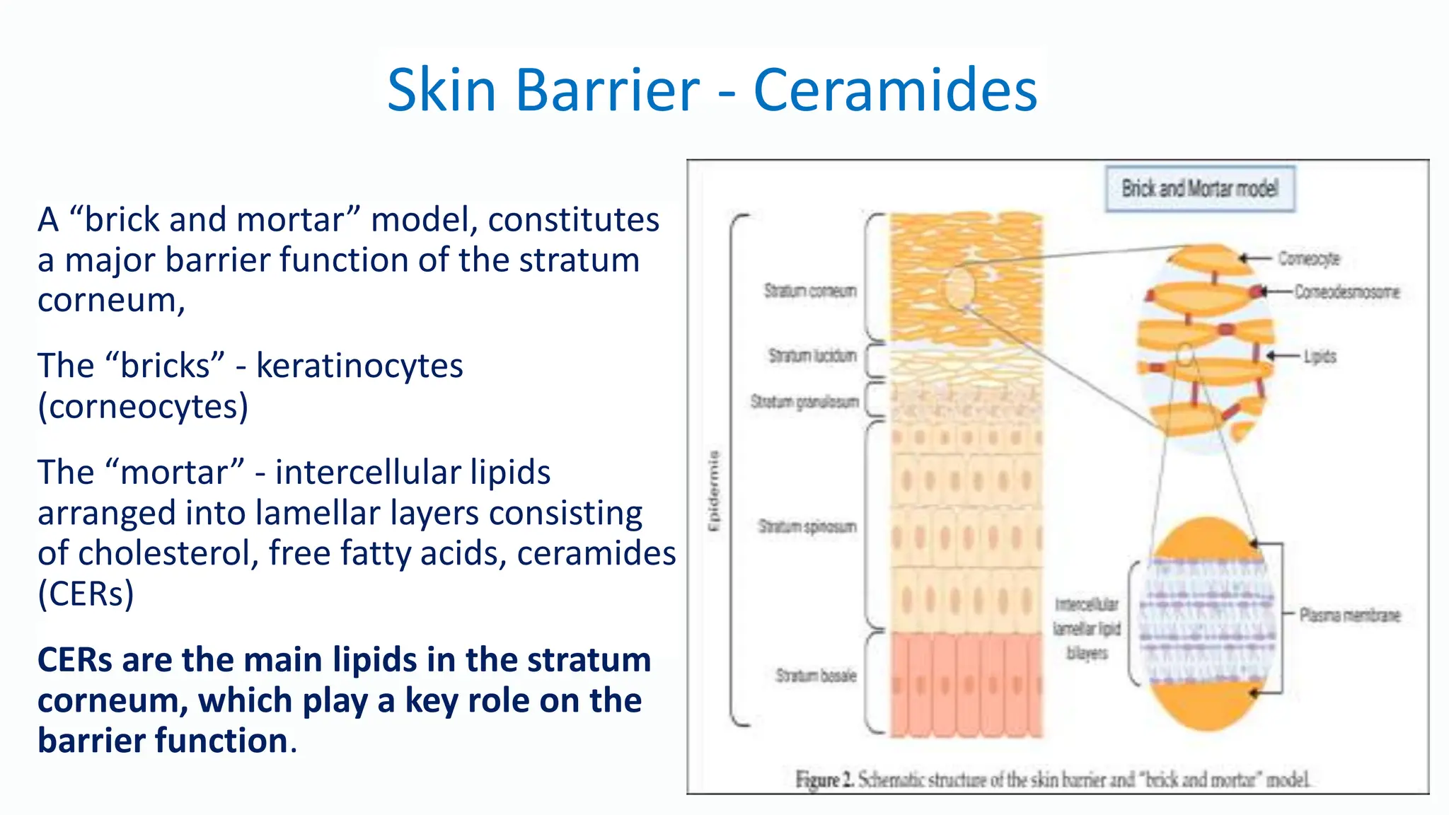 Comprehensive Moisturising care in Dermatology-REVISED-1.pptx