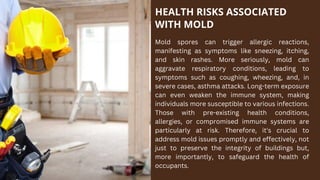 Comprehensive Mold Inspection Services: Ensuring a Professional ...