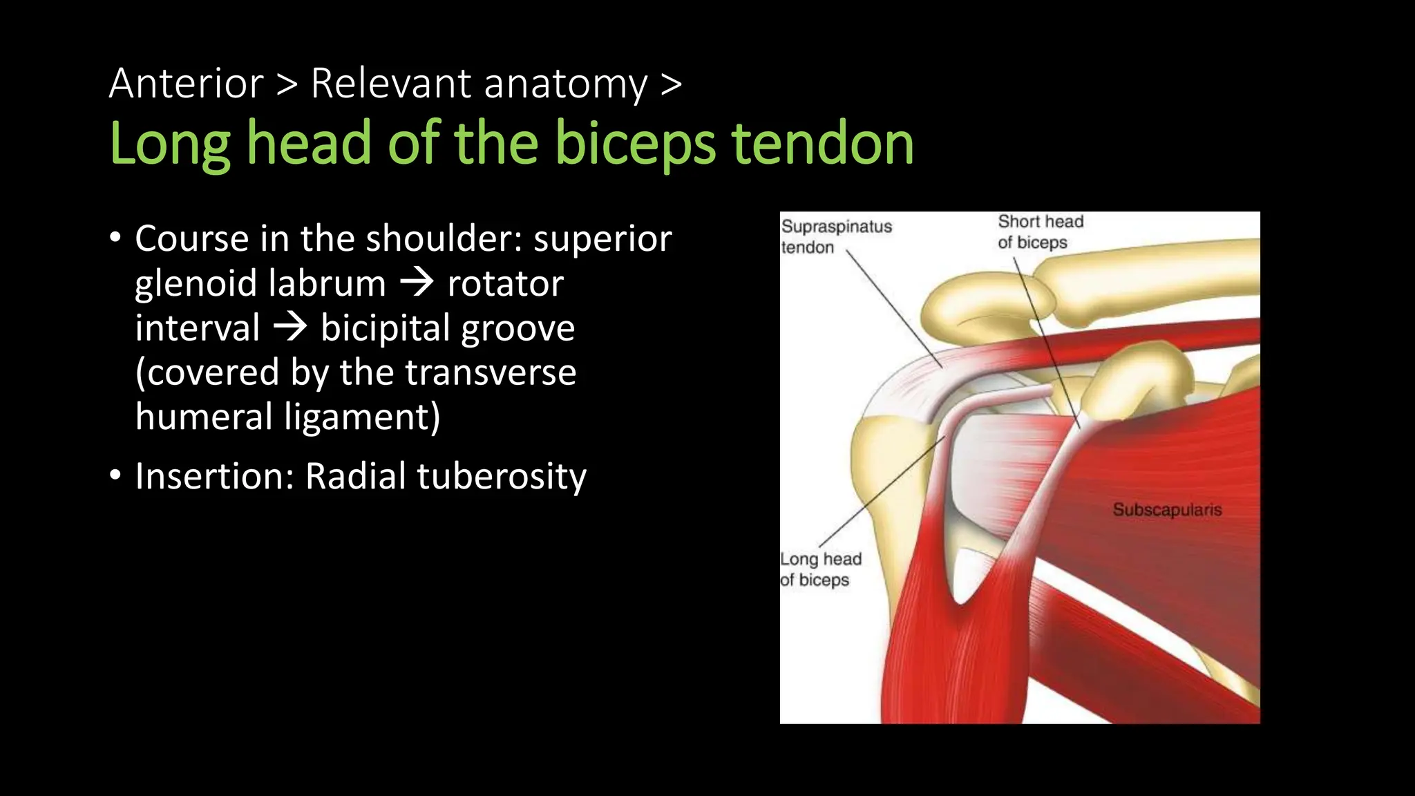 Comprehensive Shoulder US Examination.pptx