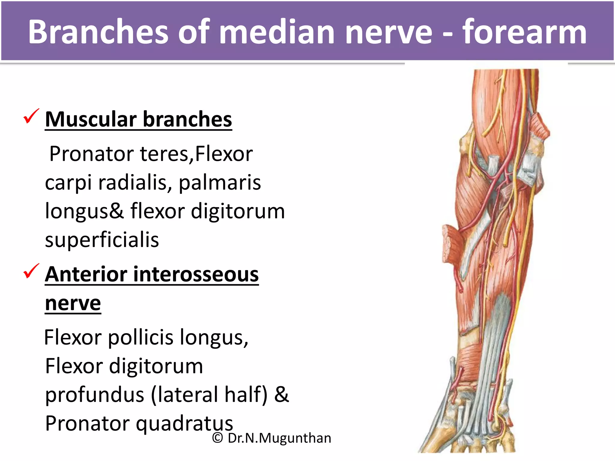 Comprehensive survey of median nerve - Dr.N.Mugunthan.M.S | PDF