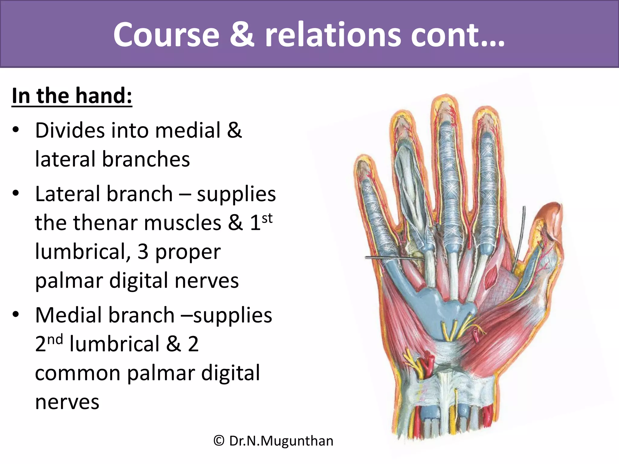 Comprehensive survey of median nerve - Dr.N.Mugunthan.M.S | PDF