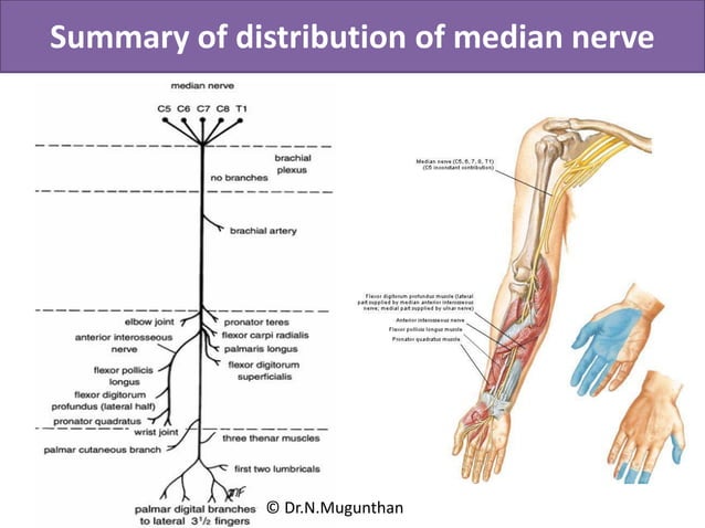 Comprehensive survey of median nerve - Dr.N.Mugunthan.M.S | PPT