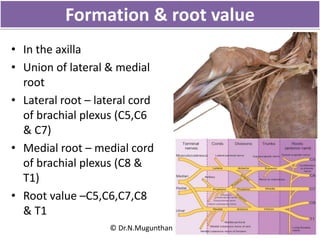 Comprehensive survey of median nerve - Dr.N.Mugunthan.M.S | PPT