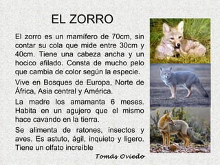 Comprensión lectora el zorro | PPT