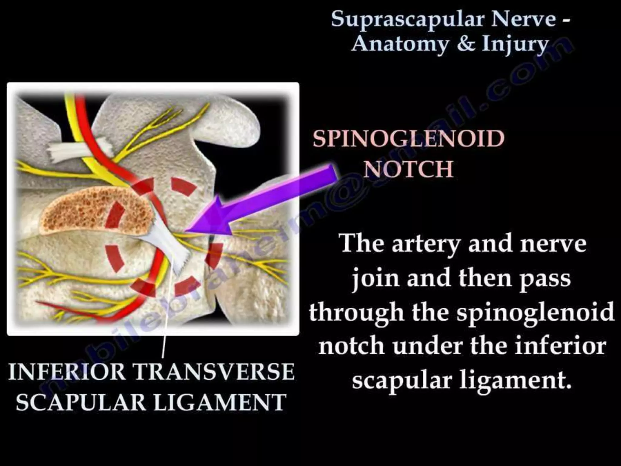 Compressive neuropathies of upper limb | PPT