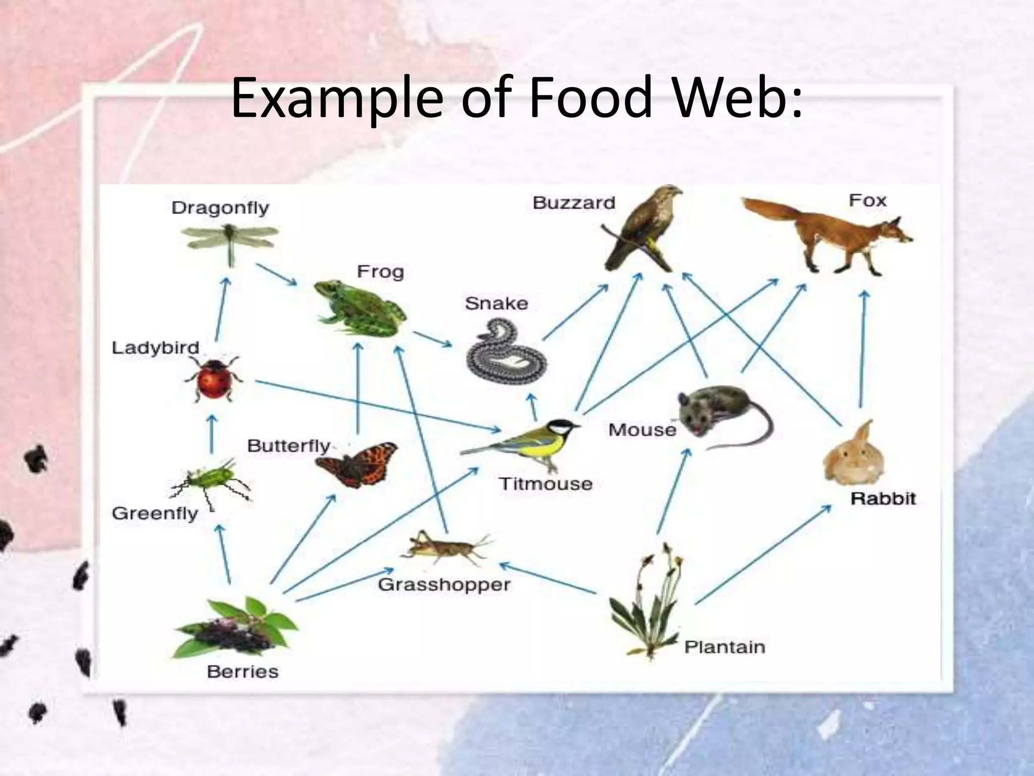 Food Chains and Food WEB | PPTX