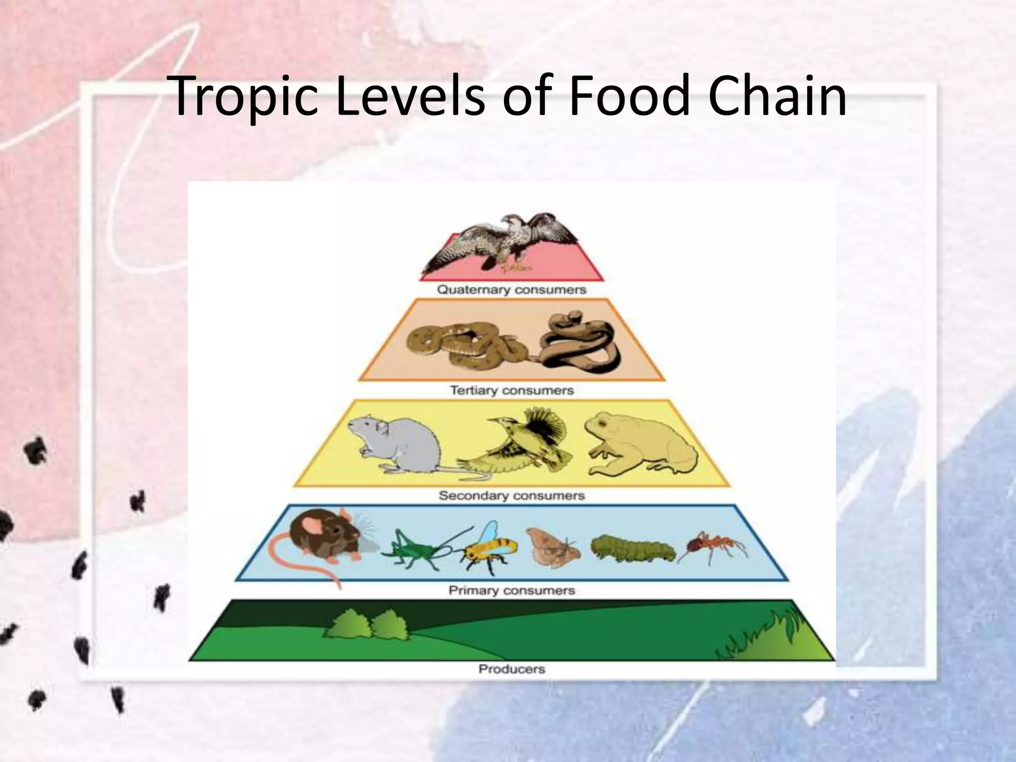 Food Chains and Food WEB | PPTX