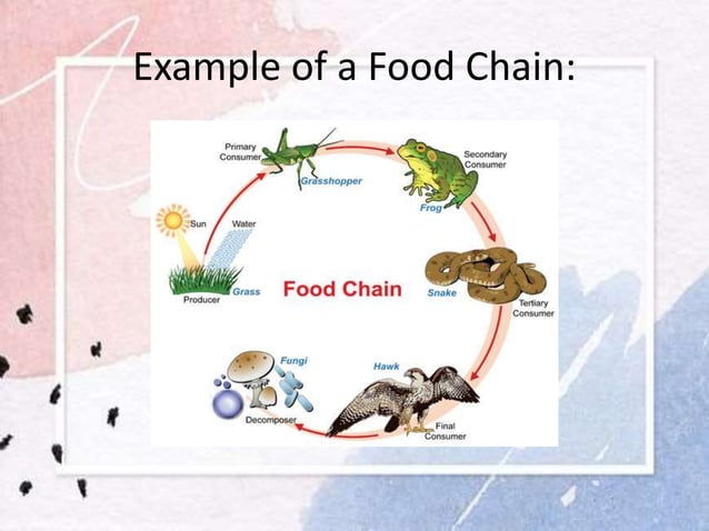 Food Chains and Food WEB | PPTX