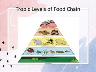 Food Chains and Food WEB | PPTX