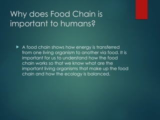 A_COMPLETE_PRESENTATION_ON_FOOD_CHAIN1).pptx