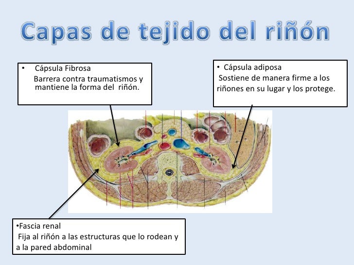 Riñones