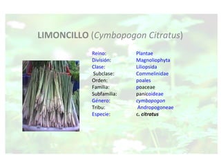 BOTIQUIN VERDE PRESENTACION | PPT
