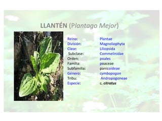BOTIQUIN VERDE PRESENTACION | PPT