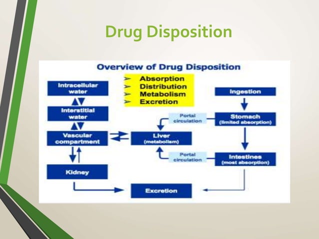 Computational modeling of drug disposition | PPTX | Pharmaceutical ...