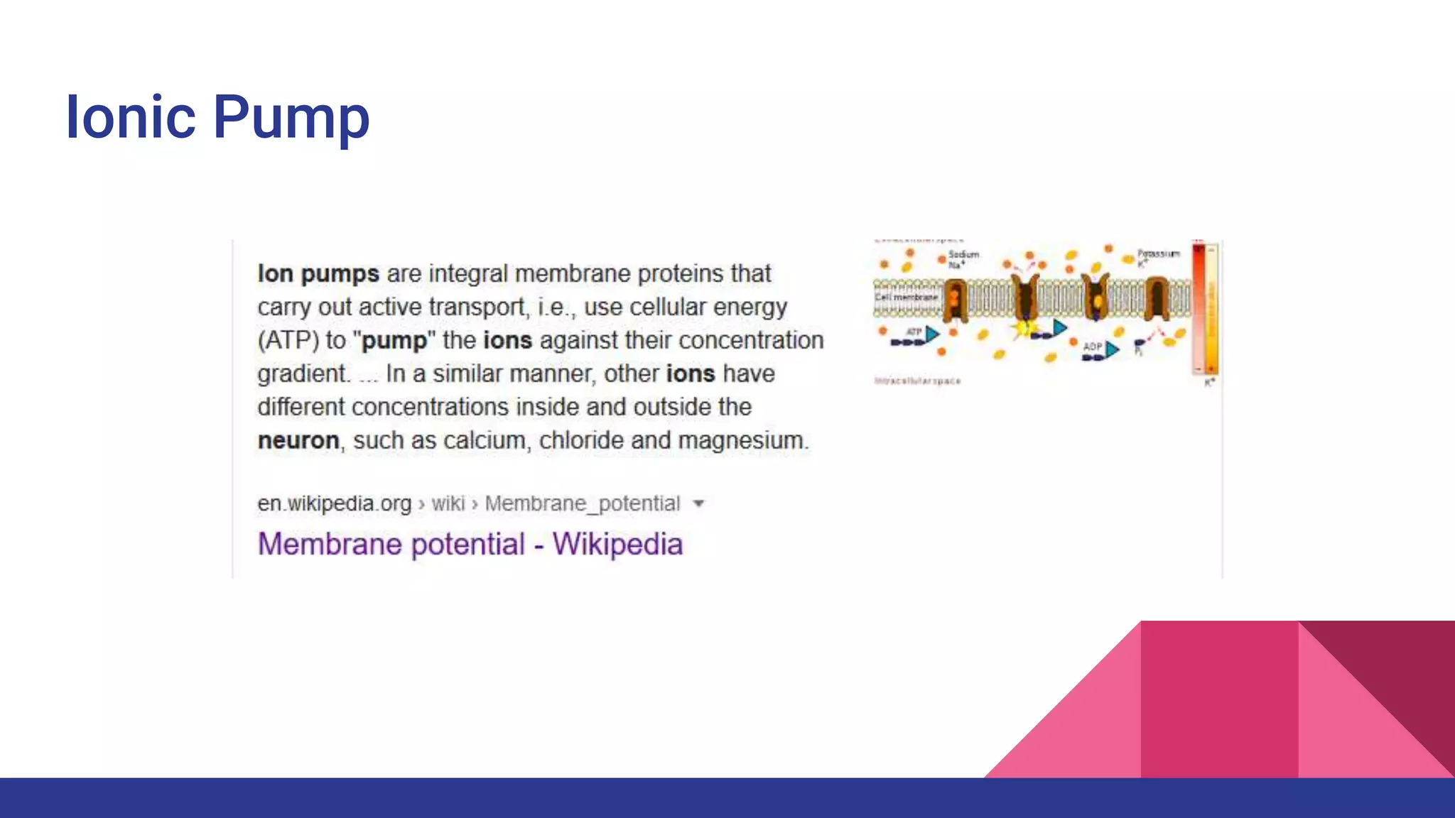 Computational Neuroscience Briefbasics Ppt