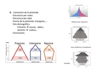 Com realitzar una piràmide de població | PPT