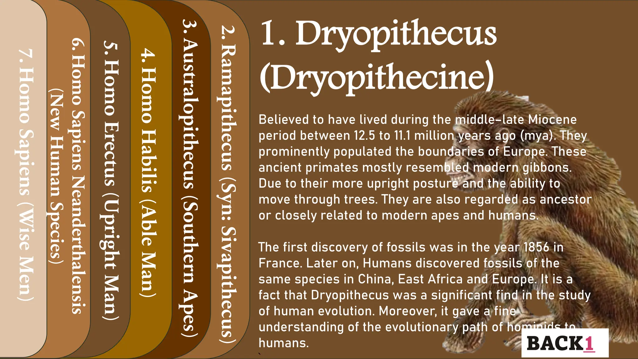 7 stages of human evolution by Jhairra Vel J. Lopez and Simone ...
