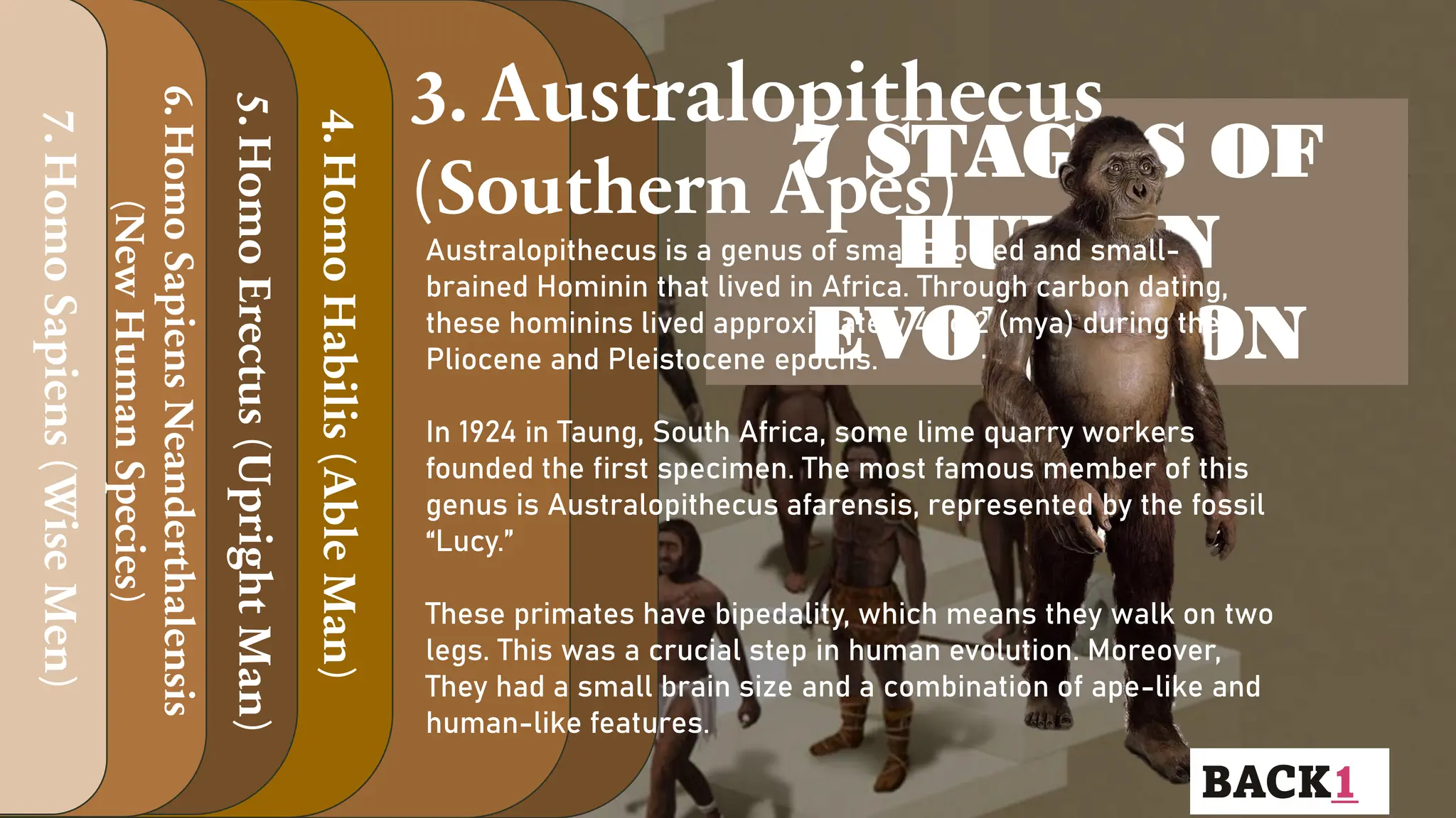 7 stages of human evolution by Jhairra Vel J. Lopez and Simone ...