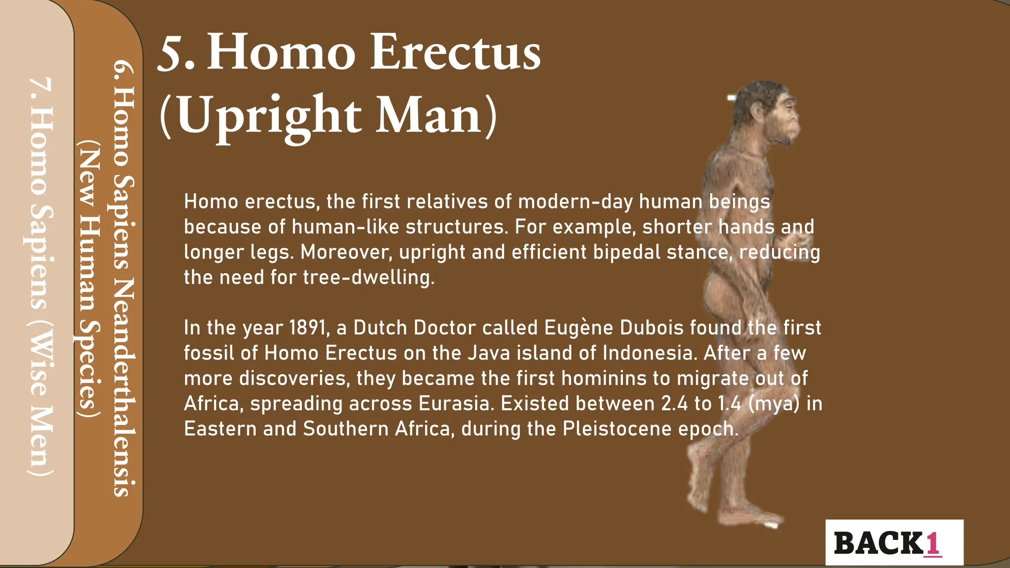 7 stages of human evolution by Jhairra Vel J. Lopez and Simone ...