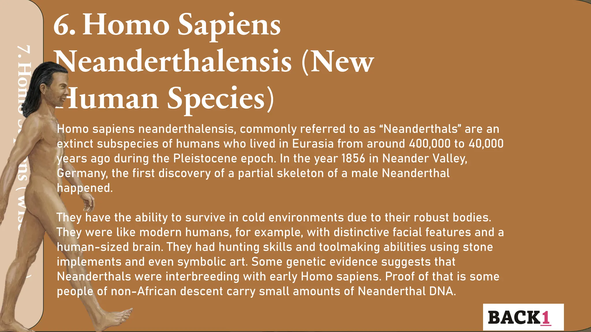 7 stages of human evolution by Jhairra Vel J. Lopez and Simone ...