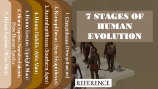 7 stages of human evolution by Jhairra Vel J. Lopez and Simone ...