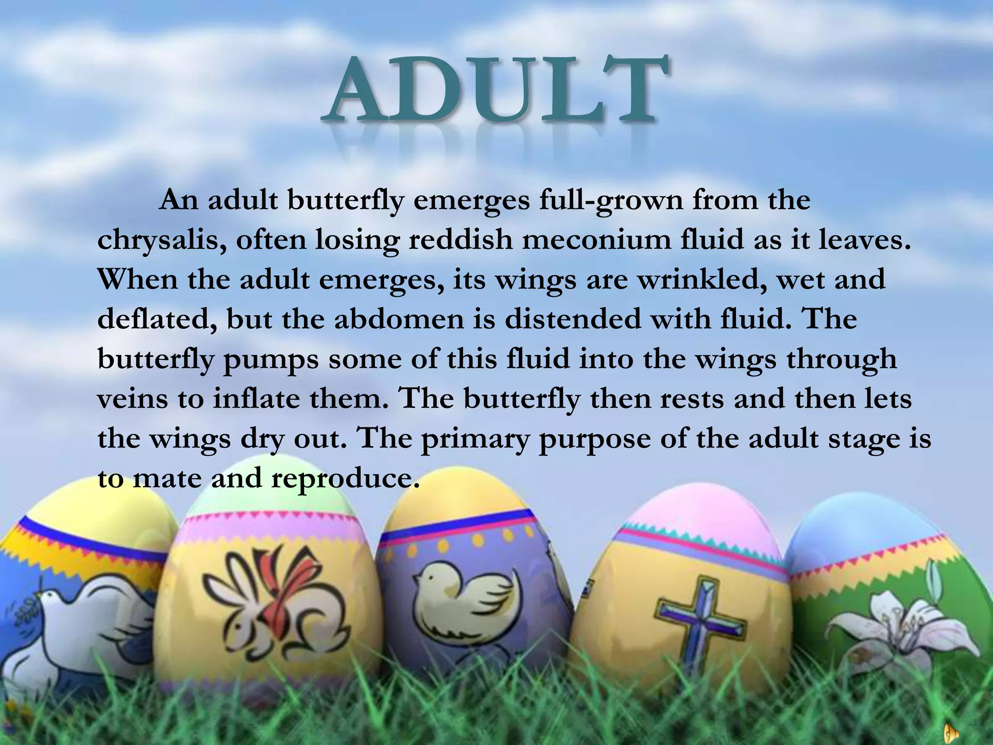 LIFE CYCLE OF A BUTTERFLY ♥ | PPTX
