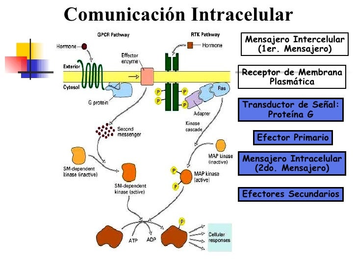 ComunicacióN Celular