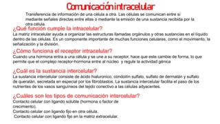 comunicacion intracelular, neurotransmisores, hormonas y receptores ...