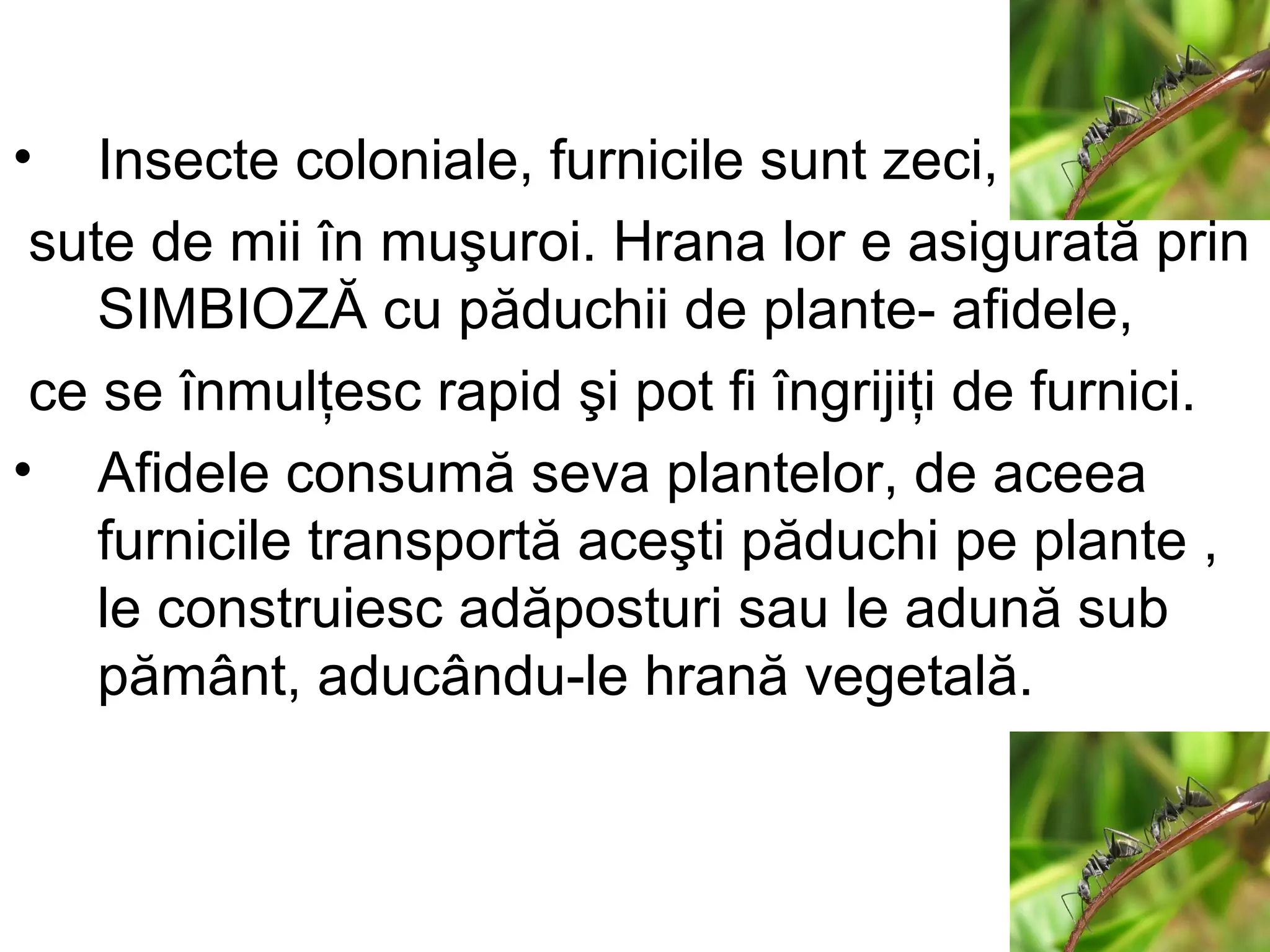 Comunicarea la animale | PPT