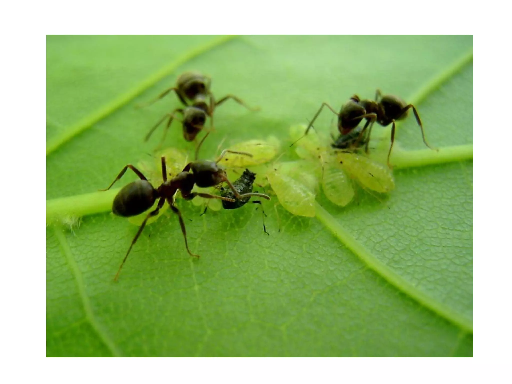 Comunicarea la animale | PPT