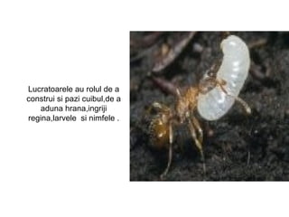 Comunicarea la animale | PPT