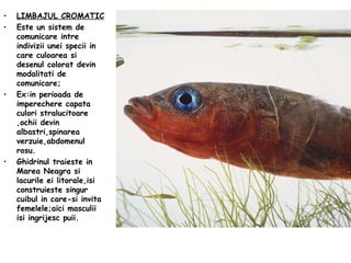 Comunicarea la animale | PPT