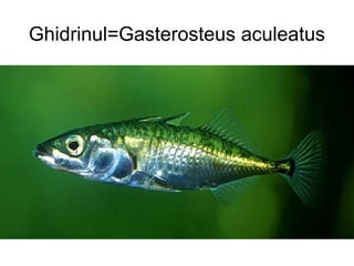 Comunicarea la animale | PPT