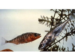 Comunicarea la animale | PPT