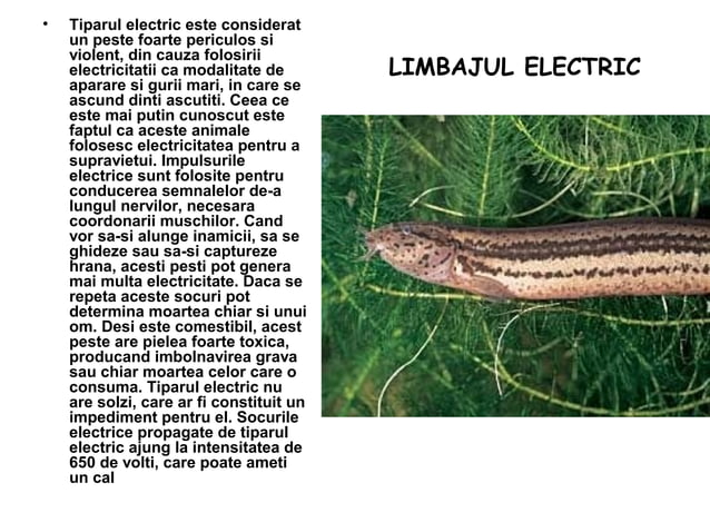 Comunicarea la animale | PPT