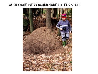 Comunicarea la animale | PPT