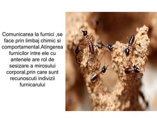 Comunicarea la animale | PPT