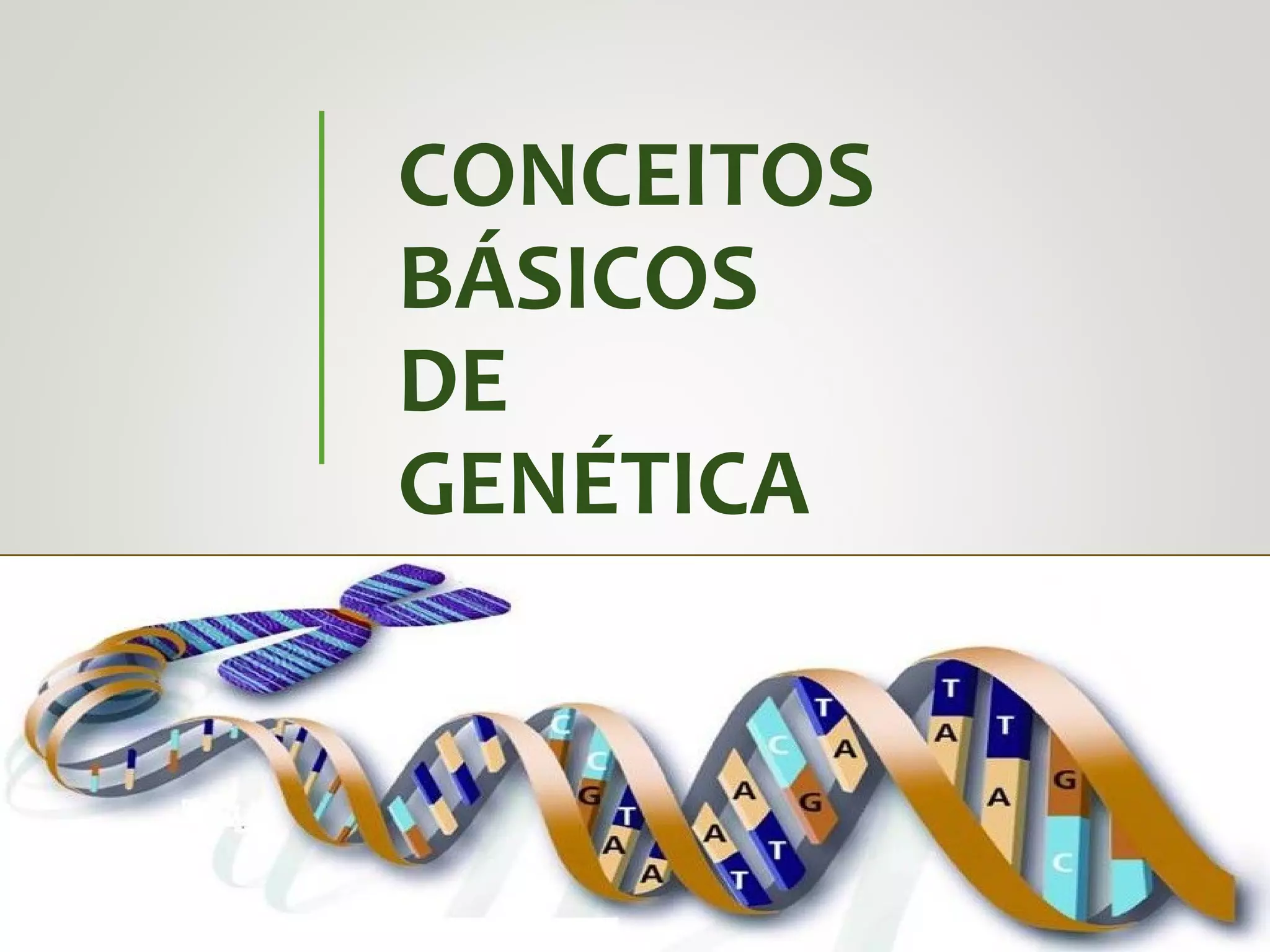 Conceitos básicos de Genética | PPT