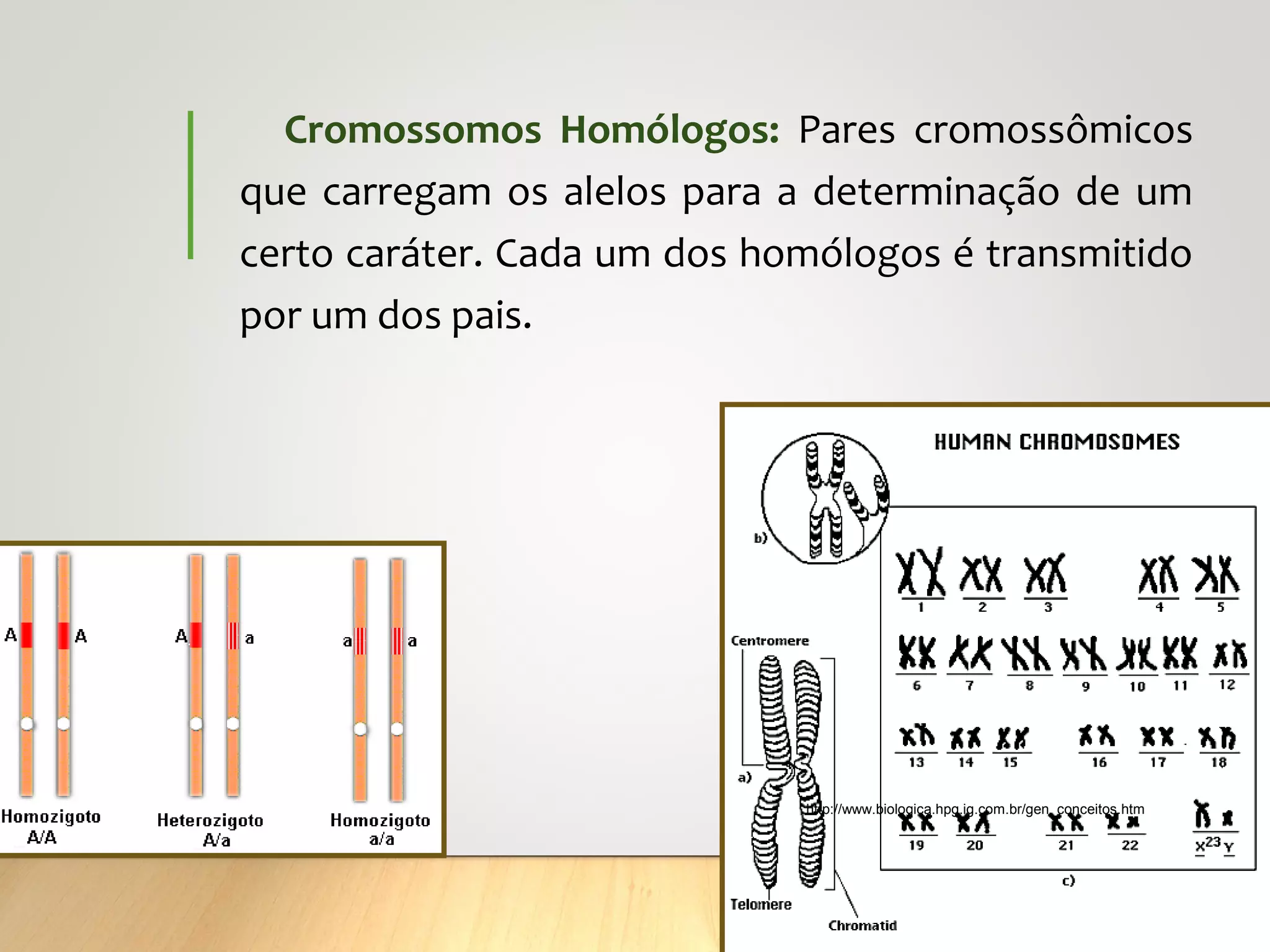 Conceitos básicos de Genética | PPT