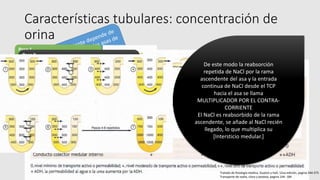 Concentración y dilución de la orina, regulación.pptx