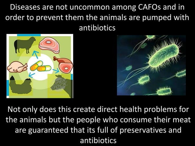 Concentrated animal feeding operations | PPT