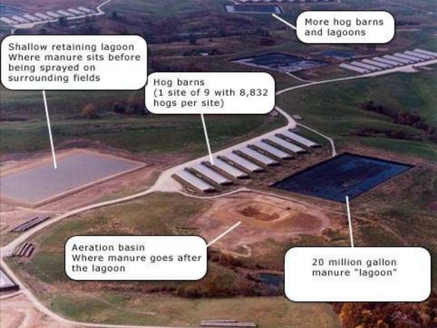 Concentrated animal feeding operations | PPT