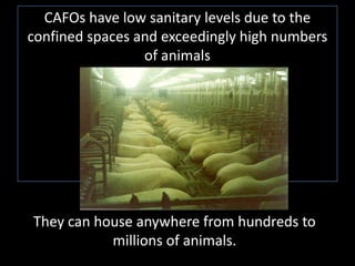 Concentrated animal feeding operations | PPTX