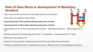PHYSIOLOGY OF CONCENTRATION OF URINE.pptx